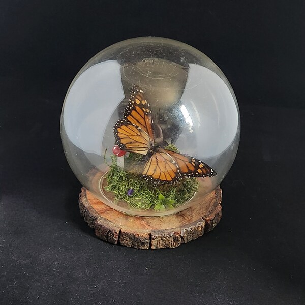 Butterfly Dome - Etsy