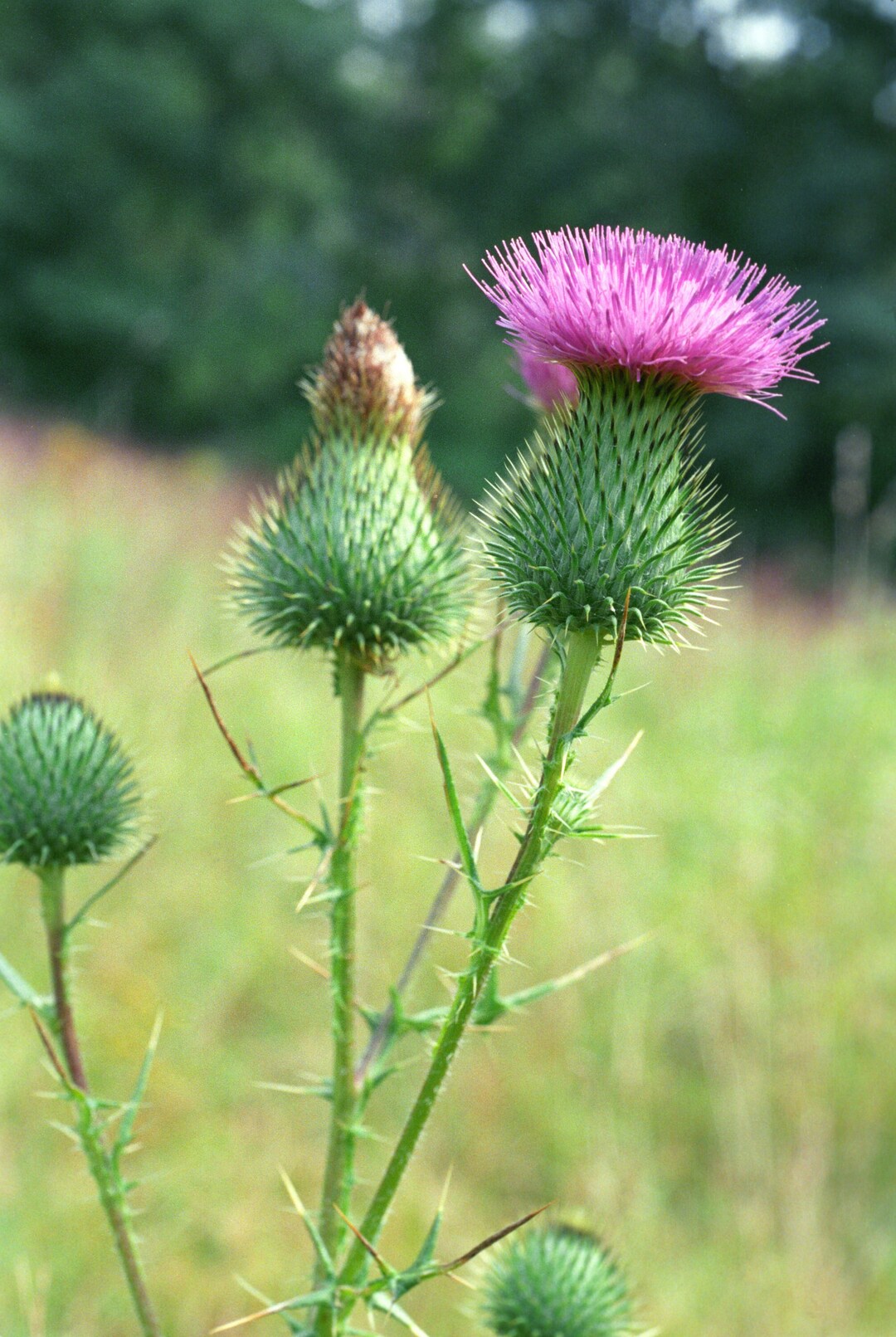 Bull Thistle (cirsium Vulgare), Champaign County, Illinois Color ...