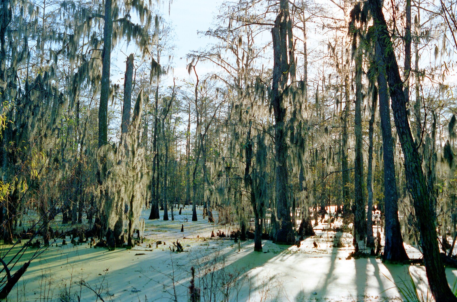 Mississippi River Delta Cypress Swamp South of NOLA in Color BW and ...