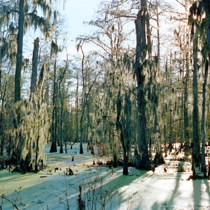 Mississippi River Delta Cypress Swamp South of NOLA in Color BW and ...