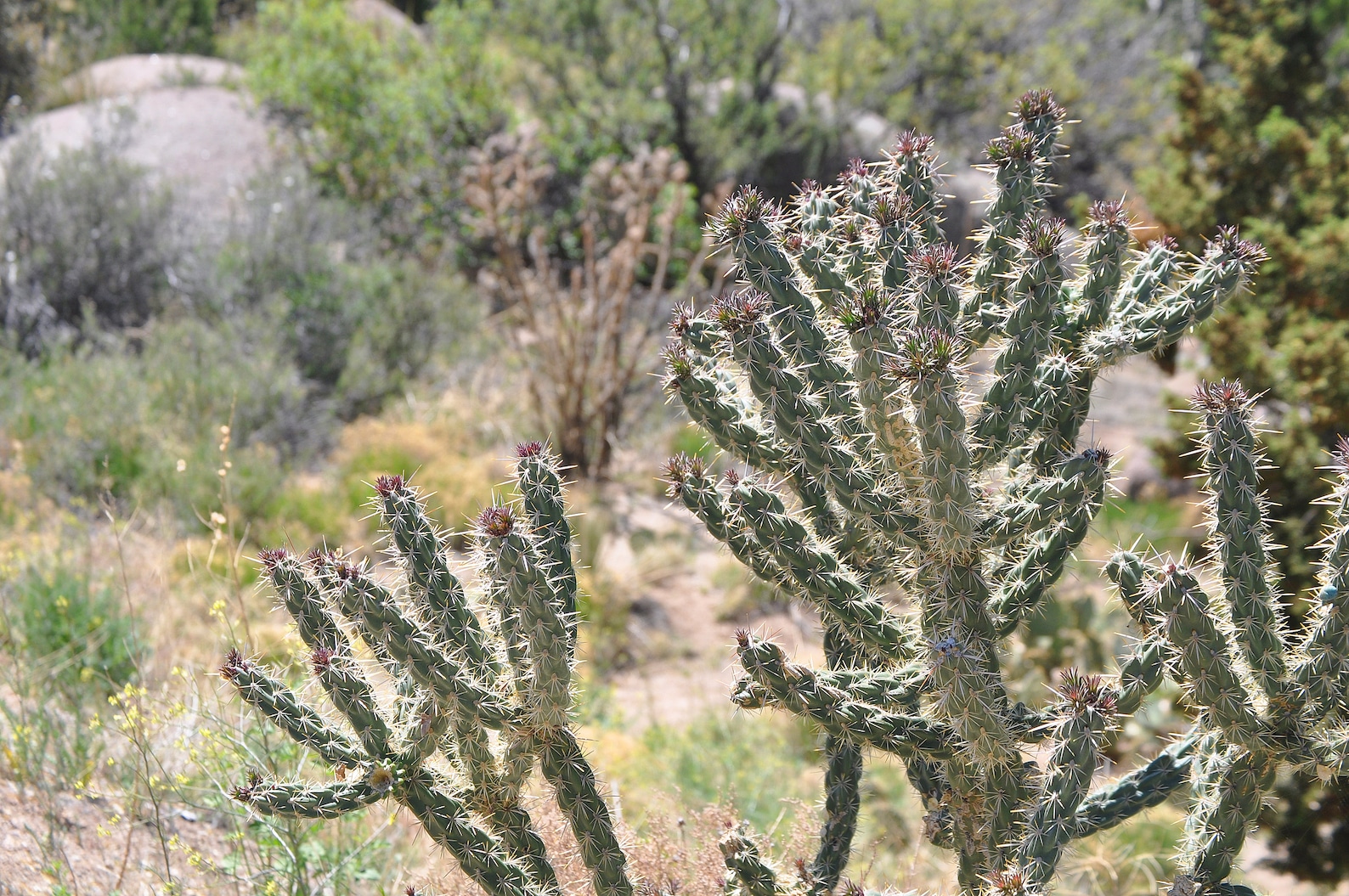 Cane Cholla Cactus (cylindropuntia Imbricate) New Mexico Digital ...