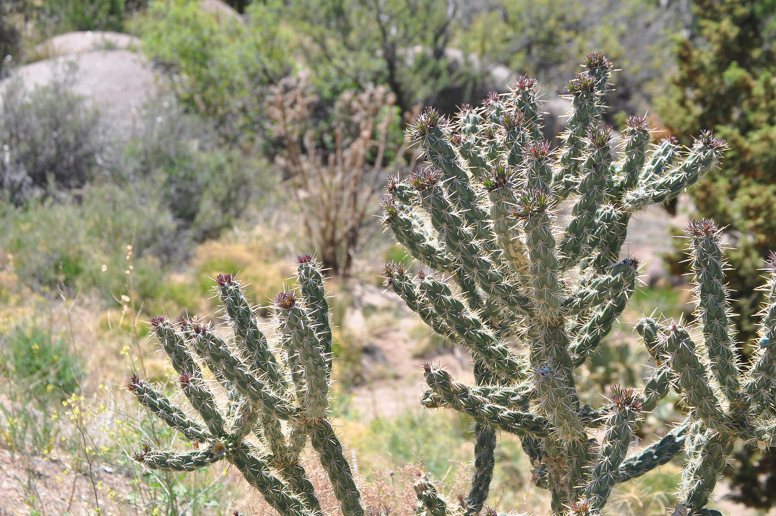 Cane Cholla Cactus (cylindropuntia Imbricate) New Mexico Digital ...