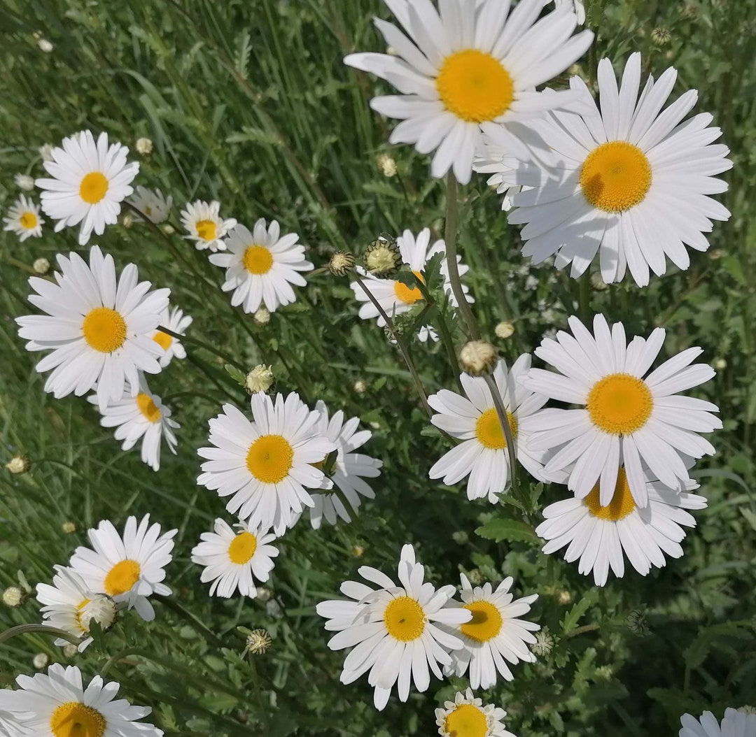 Daizy Cross Stitch Pattern - Etsy