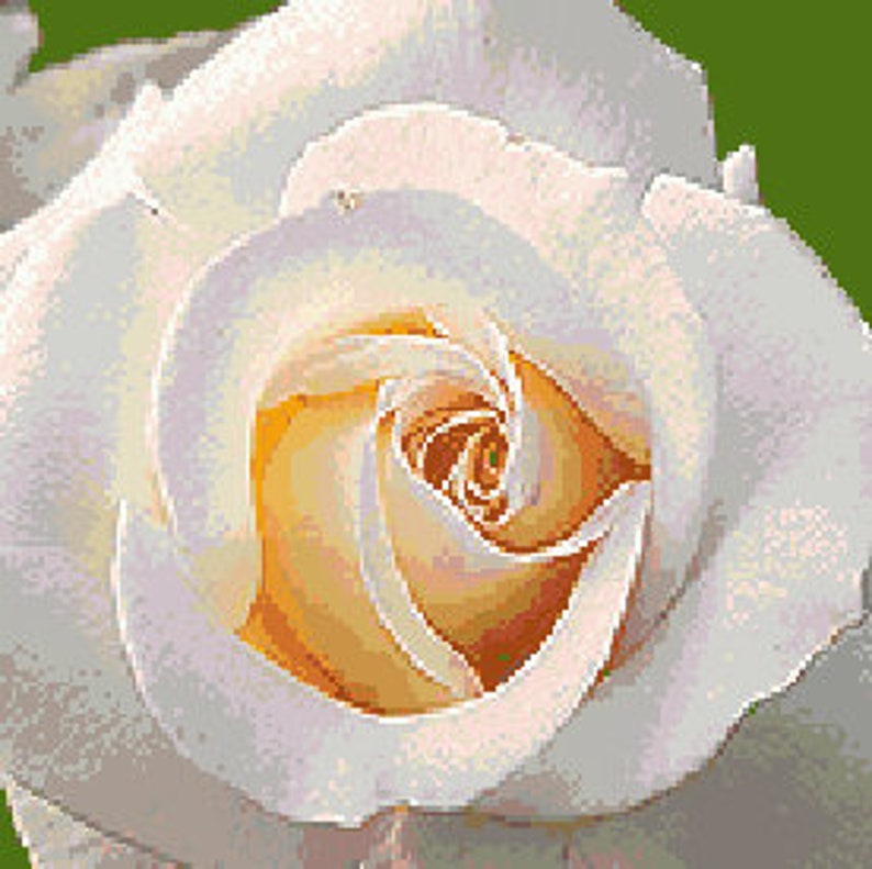 White Rose Cross Stitch Pattern - Etsy