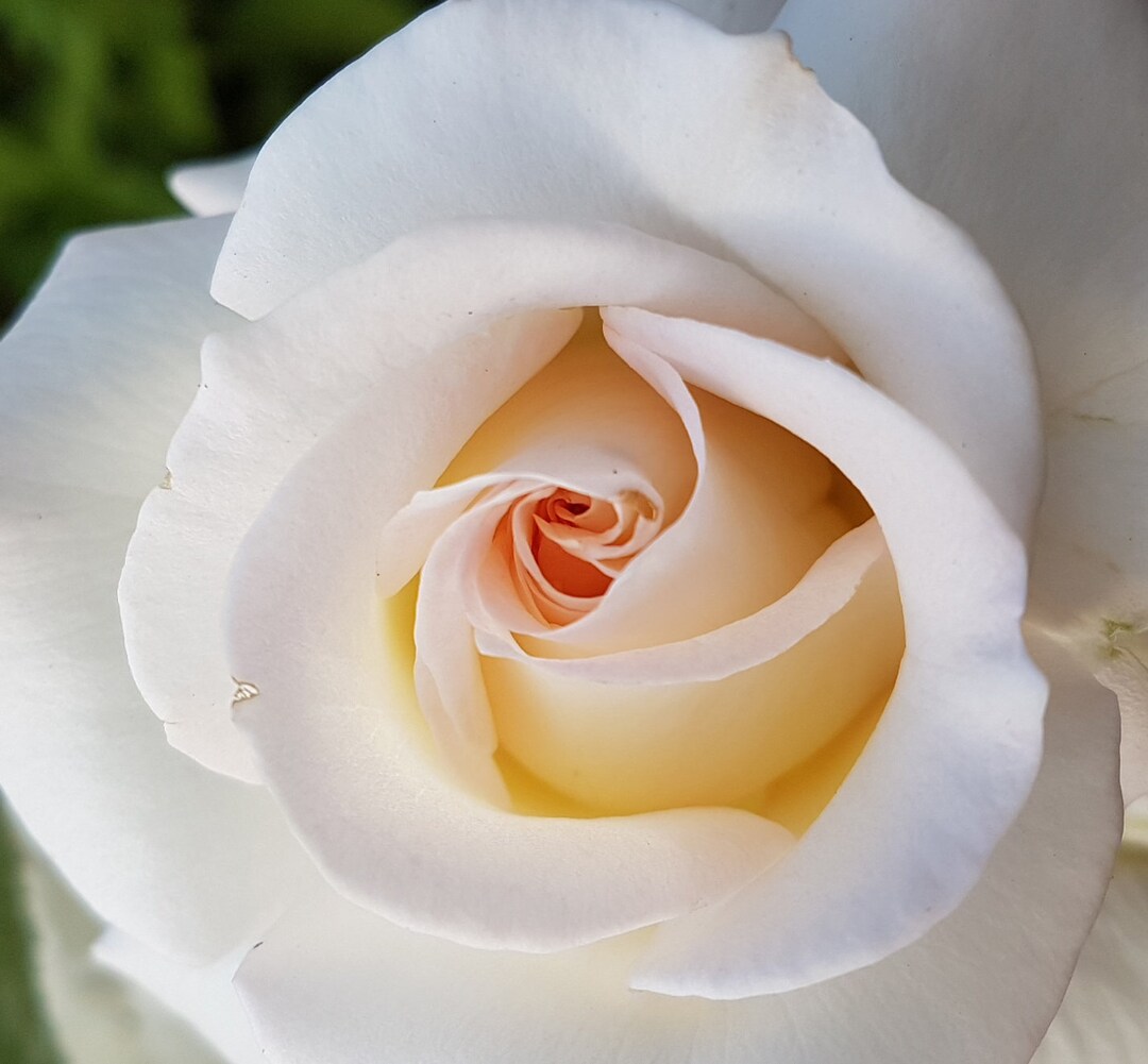 White Rose Cross Stitch Pattern - Etsy