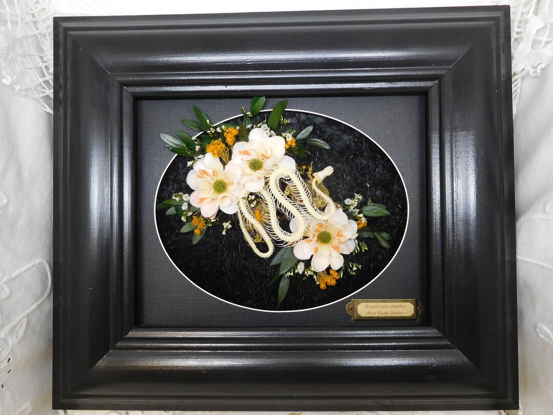 Snake Skeleton Shadowbox - Etsy