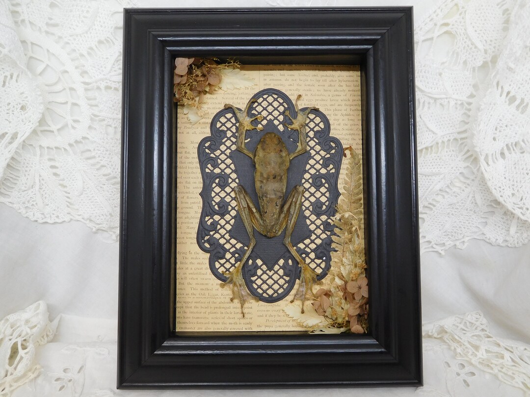 Frog in Shadowbox - Etsy