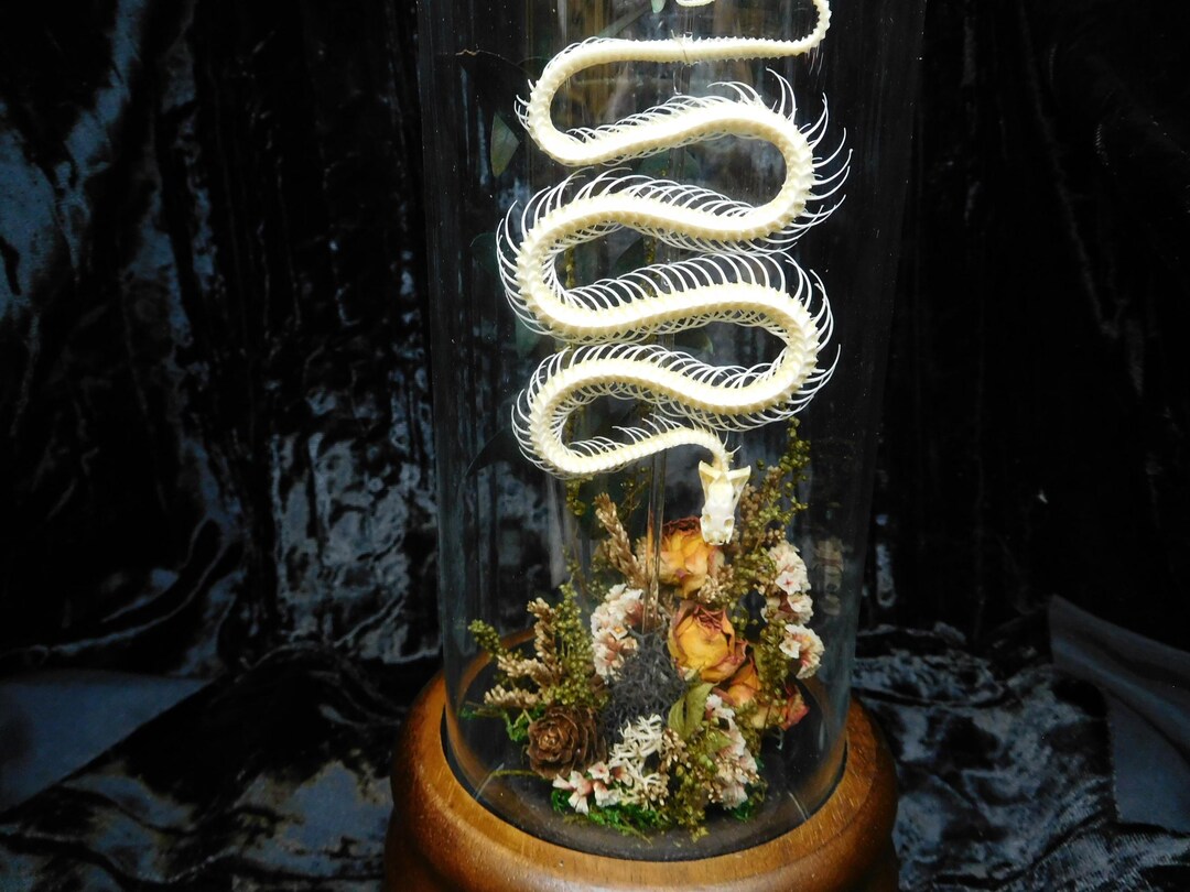 Snake Skeleton Dome - Etsy