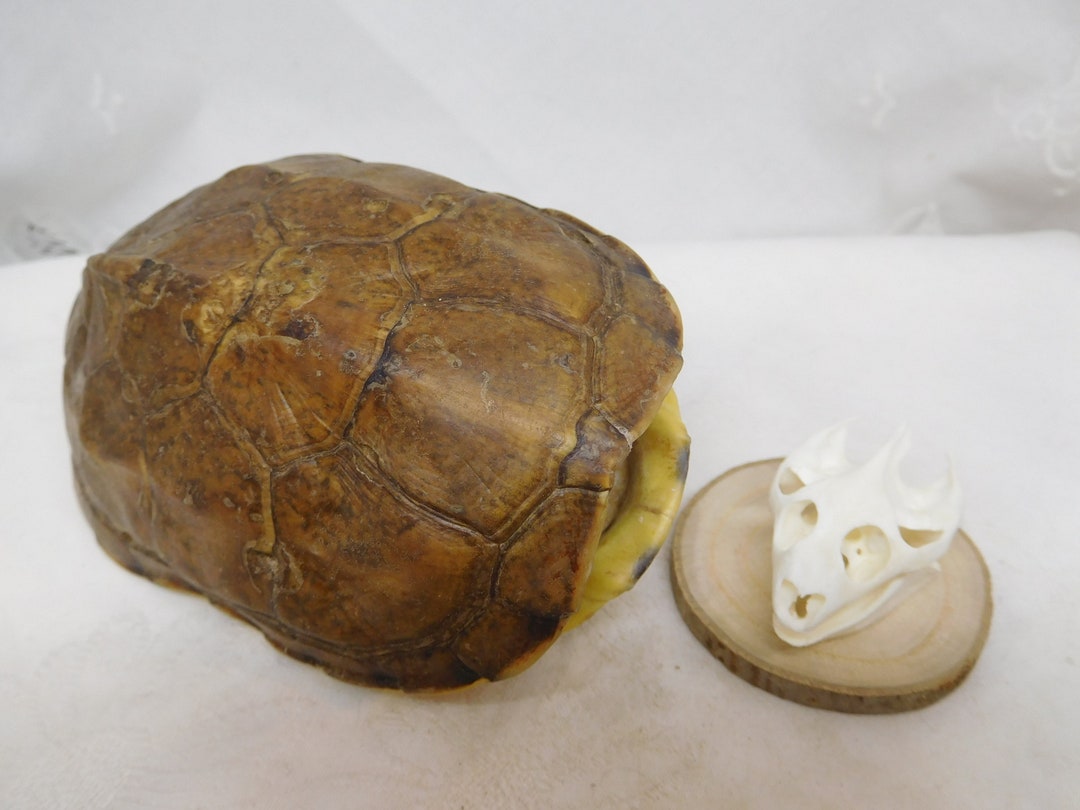 Turtle Skull & Turtle Shell - Etsy Australia
