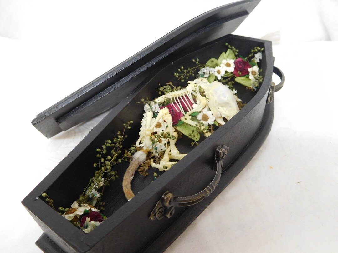 Daisy, Articulated Rat Skeleton in Coffin - Etsy Australia