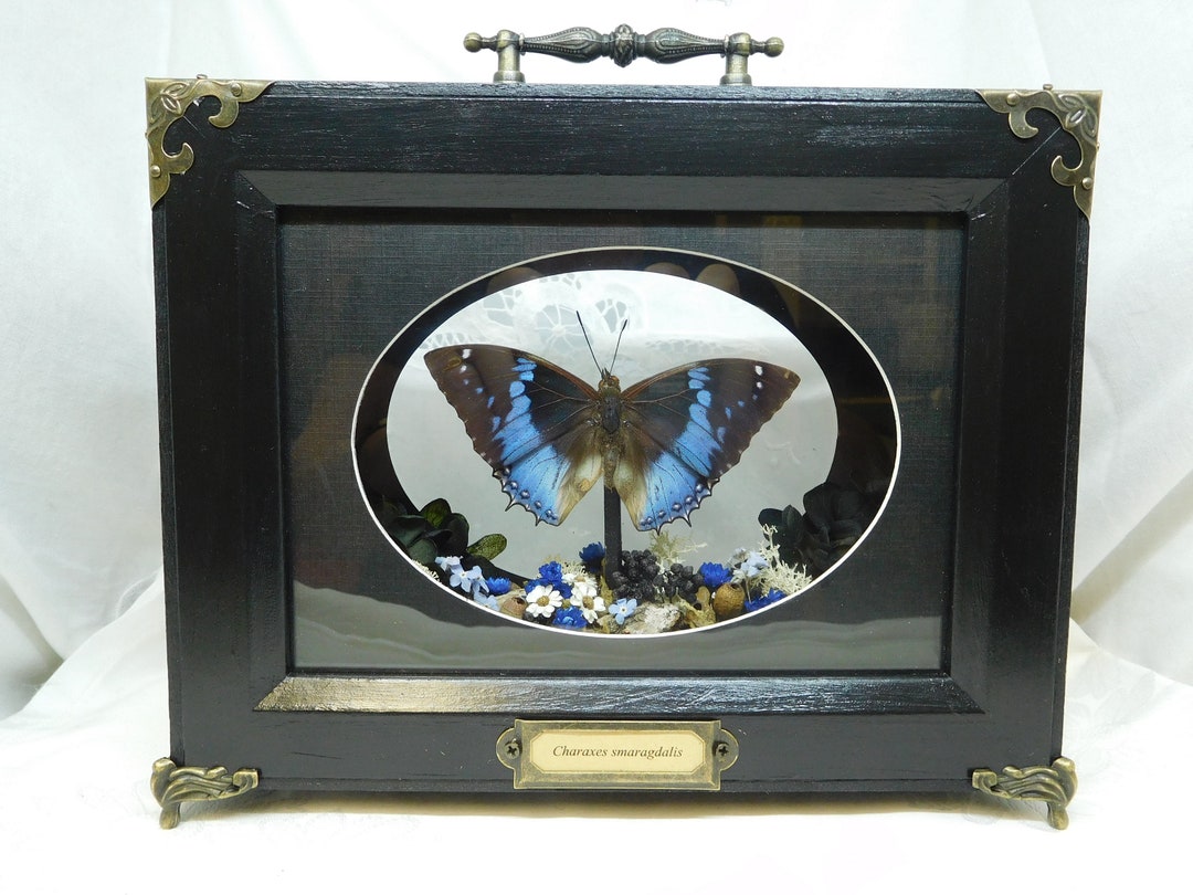 Butterfly Display Case - Etsy