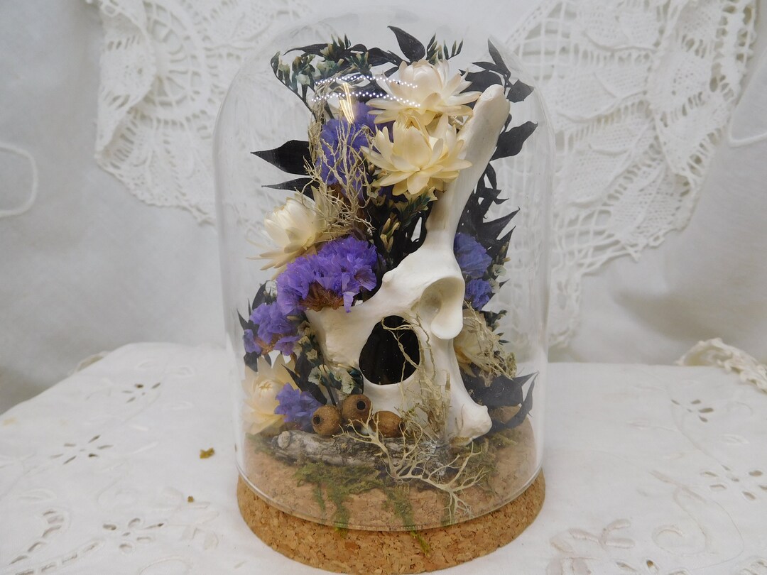 Fox Pelvis in Glass Dome - Etsy