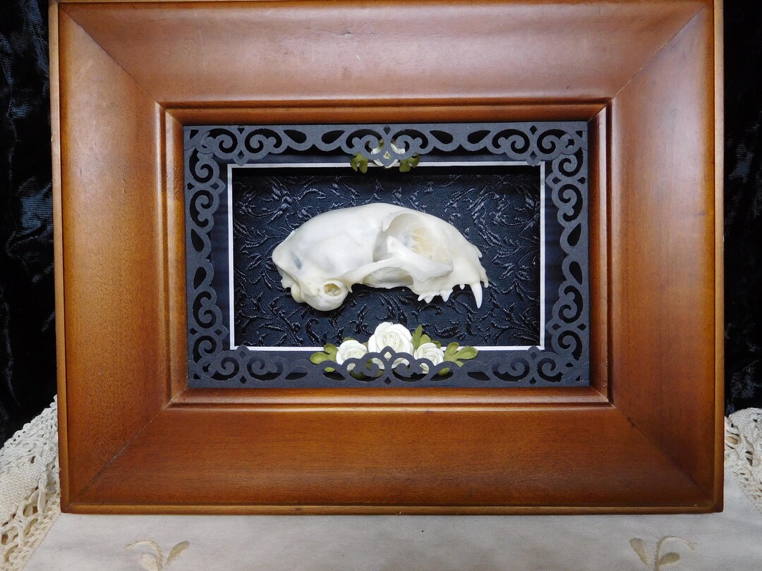 Bisected Feline Skull - Etsy