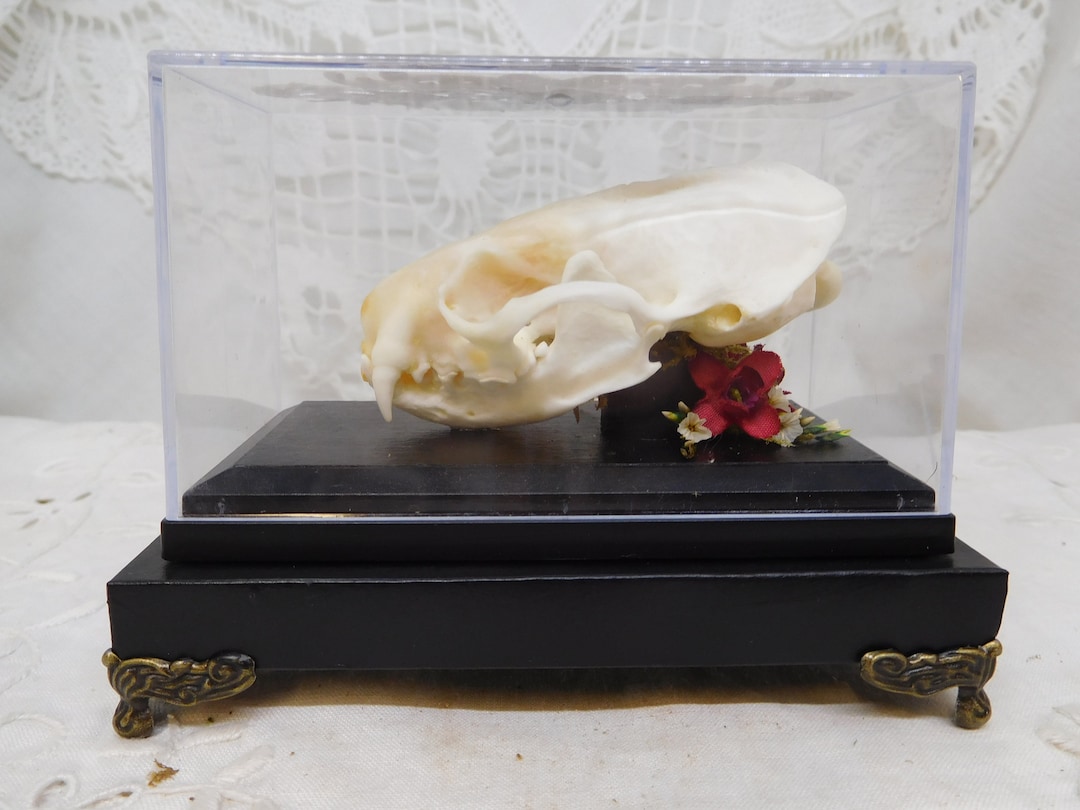 Skull in Acrylic Display Case - Etsy