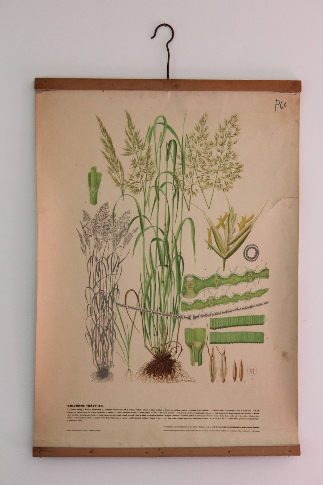Botanical Poster Green, Grass Poster, Pull Down Chart, Vintage ...