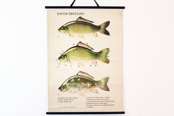 Vintage Fish Poster Carp Pull Down Chart Gift for Fisherman - Etsy