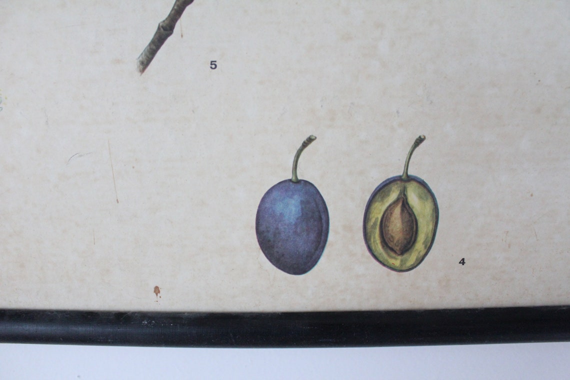 Plum Tree School Chart Pull Down Botanical Poster Original - Etsy