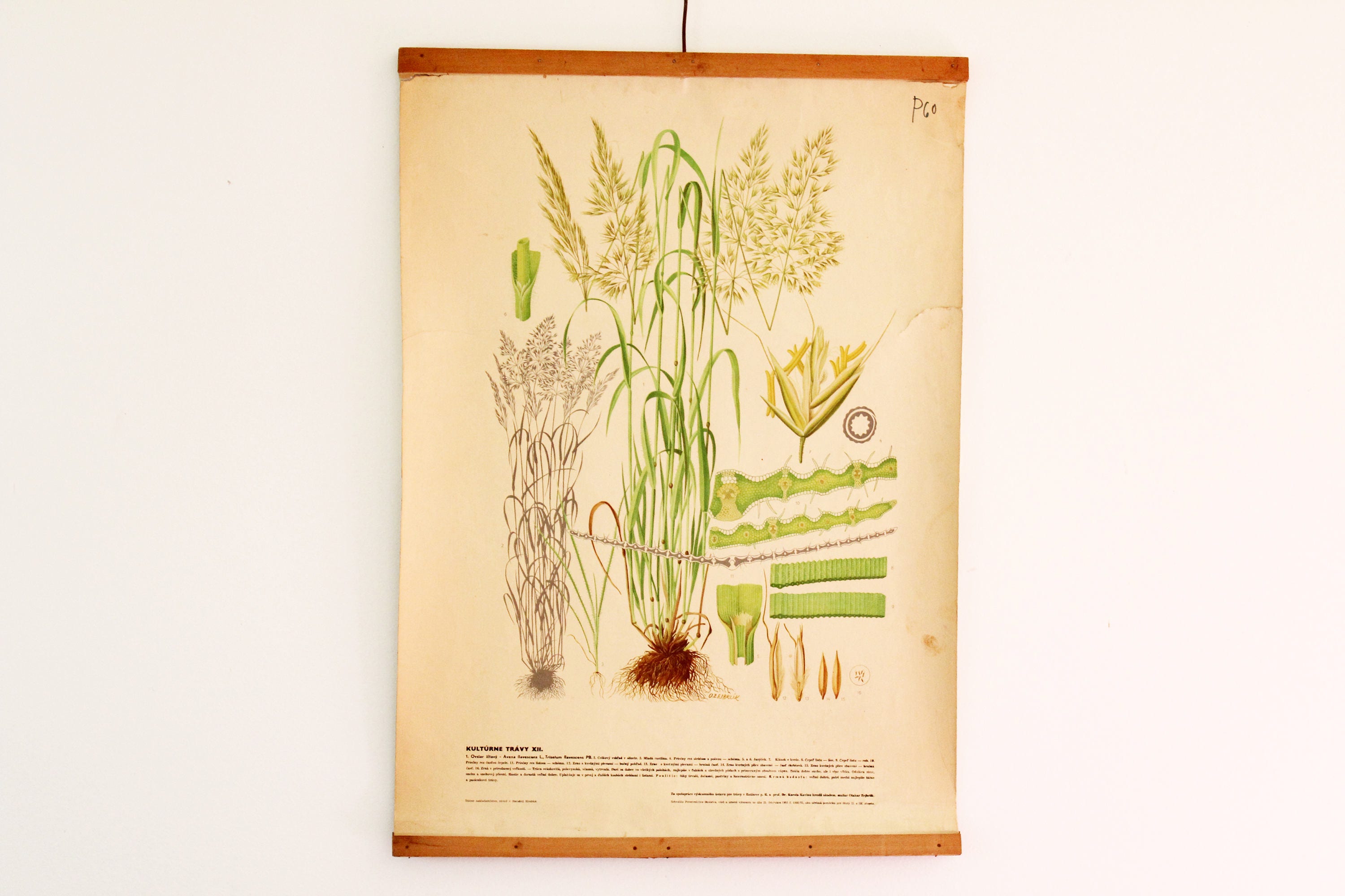 Botanical Poster Green, Grass Poster, Pull Down Chart, Vintage ...