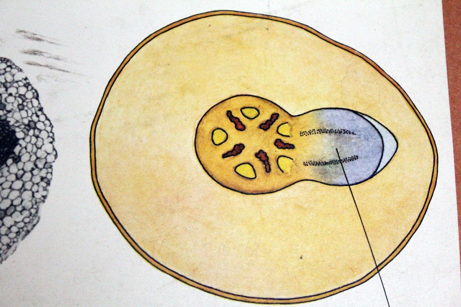 Radix School Chart, Pull Down Botanical Poster, Original Vintage Poster ...