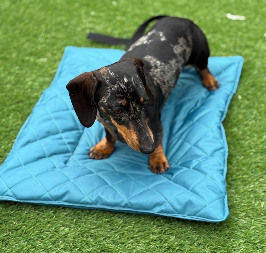 Waterproof Quilted Dog Travel Mat: Roll-up Picnic Pad - Etsy
