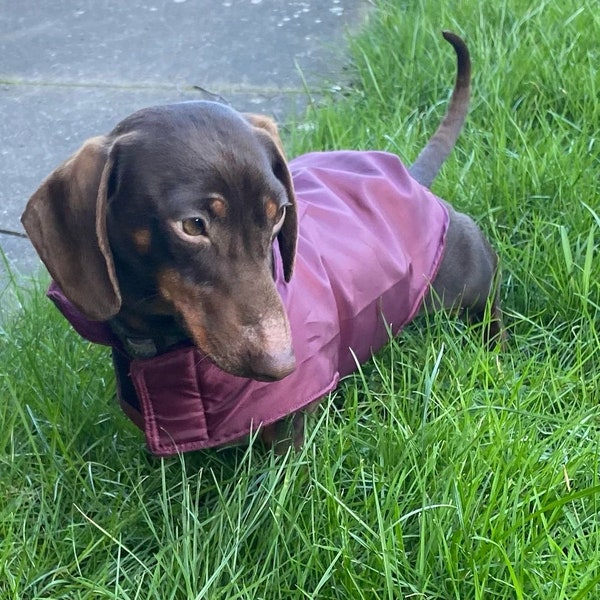 Dachshund Wool Coats - Etsy