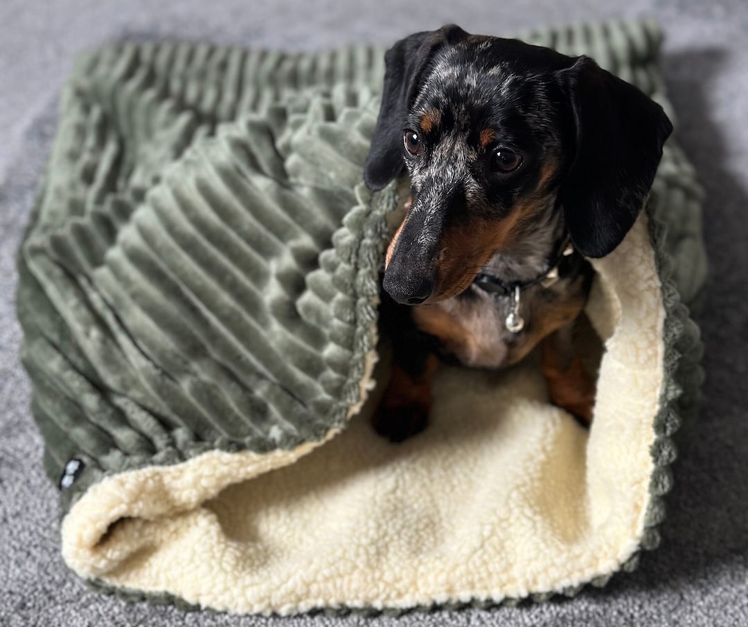Jumbo Cord Dog Snuggle Sack ,pet Snuggle Sack, Puppy Warmer,dachshund ...