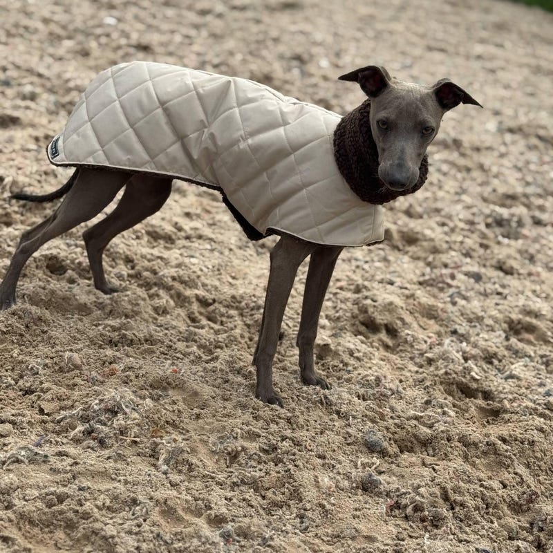 Greyhound Lined Waterproof - Etsy