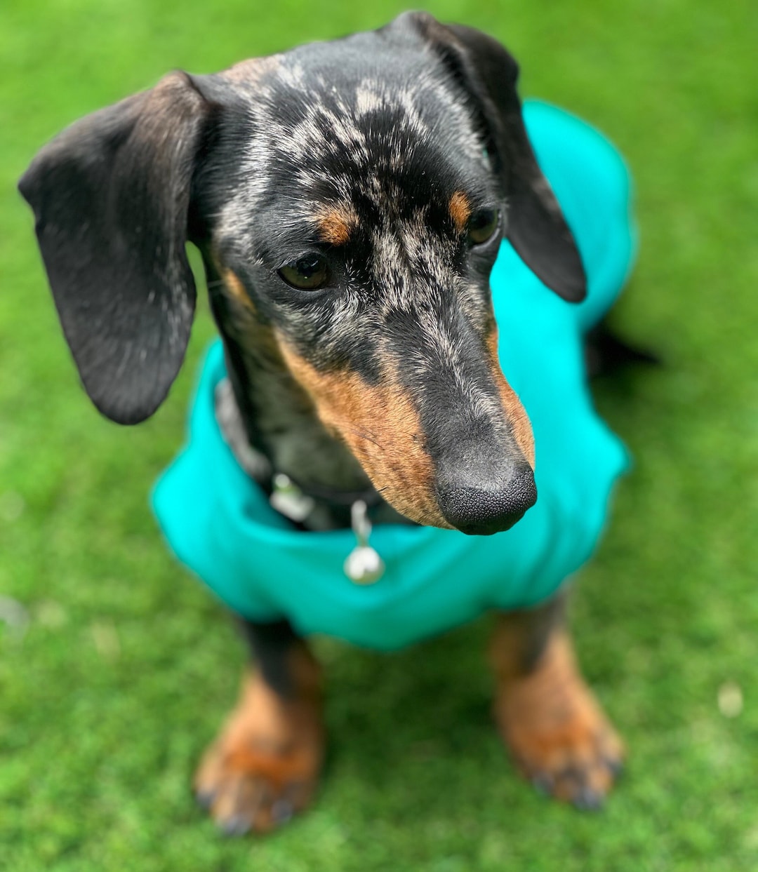 Dachshund Lycra Cooling Top: Moisture-wicking Dog Jumper - Etsy