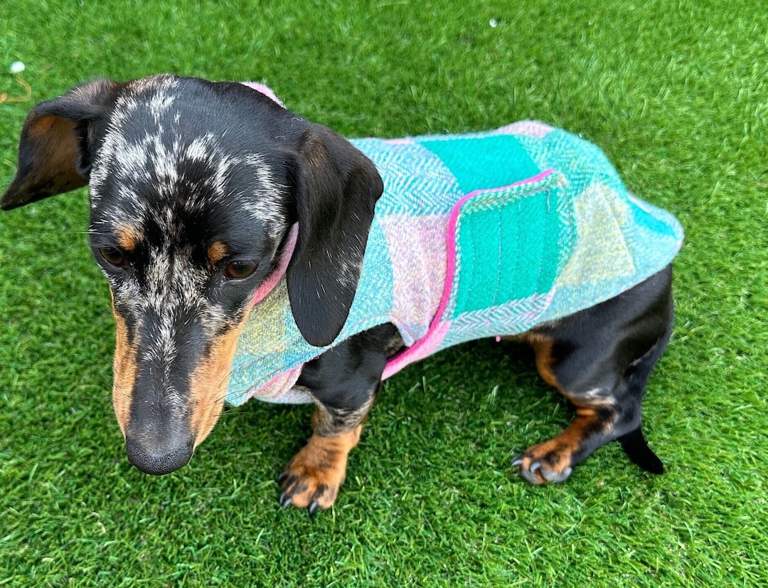 Harris Tweed Dachshund Coat , Tweed Dog Coat , Dog Coat , Dachshund ...