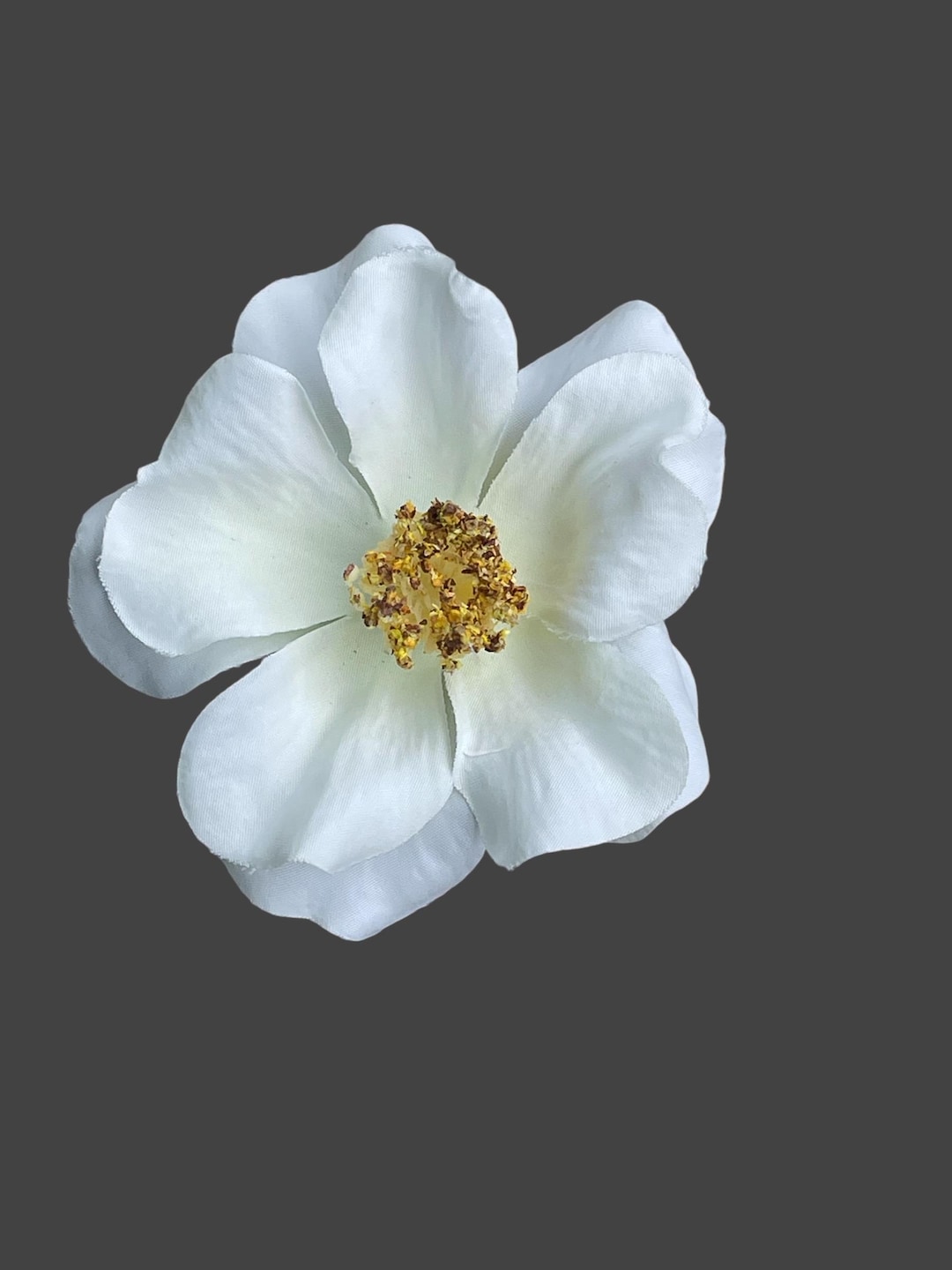 Ivory/white Shrub Rose - Etsy