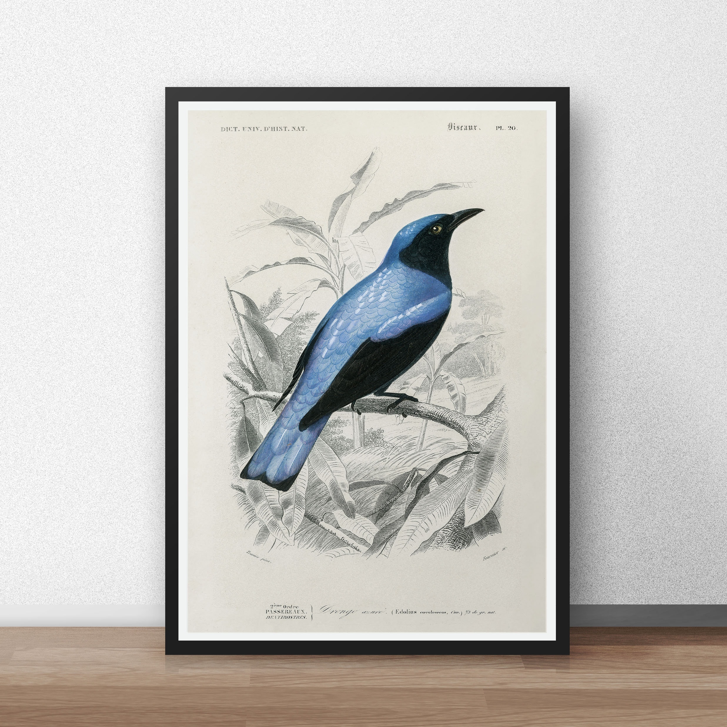 Bird Print / Bird Poster / Vintage Illustration / Drongo / | Etsy