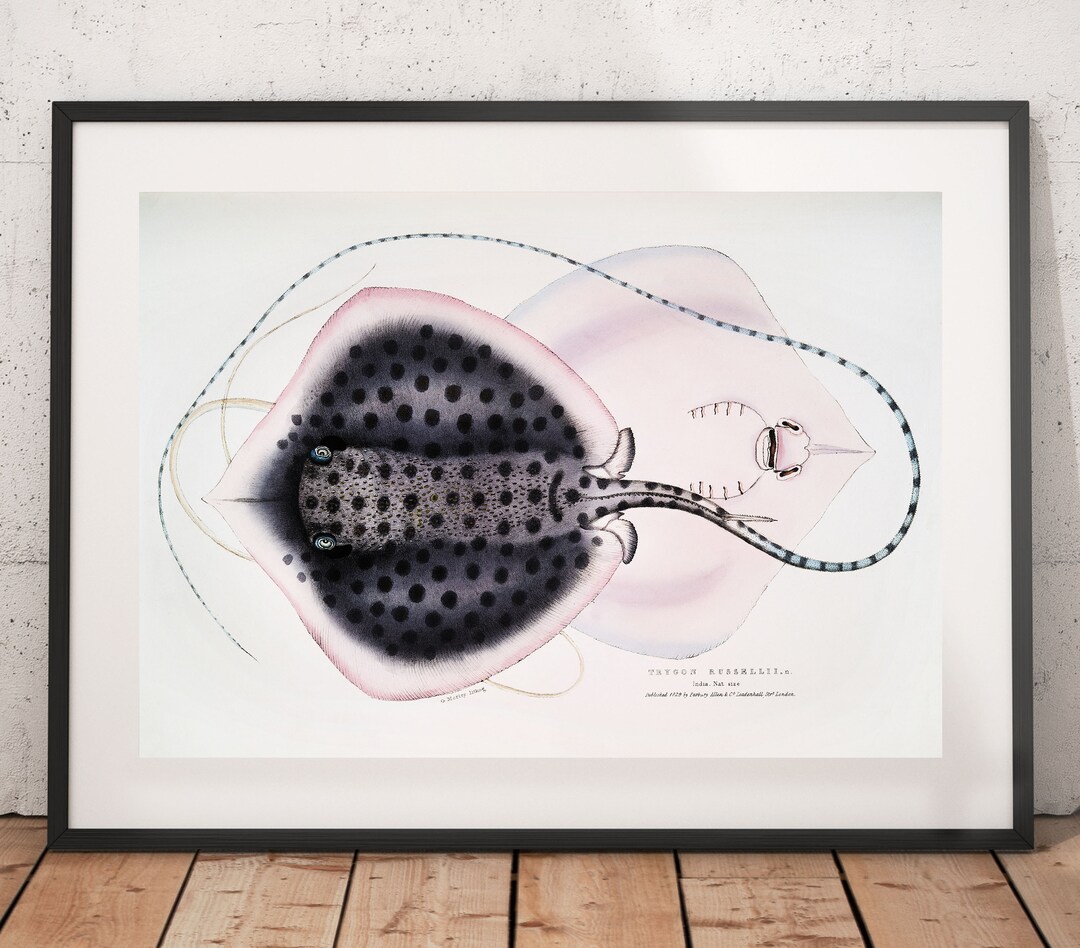 Stingray Poster / Stingray Print / Sting-ray Poster / Vintage - Etsy