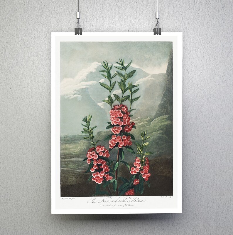 Botanical Print / Botanical Poster / Kitchen Art / Gardener - Etsy