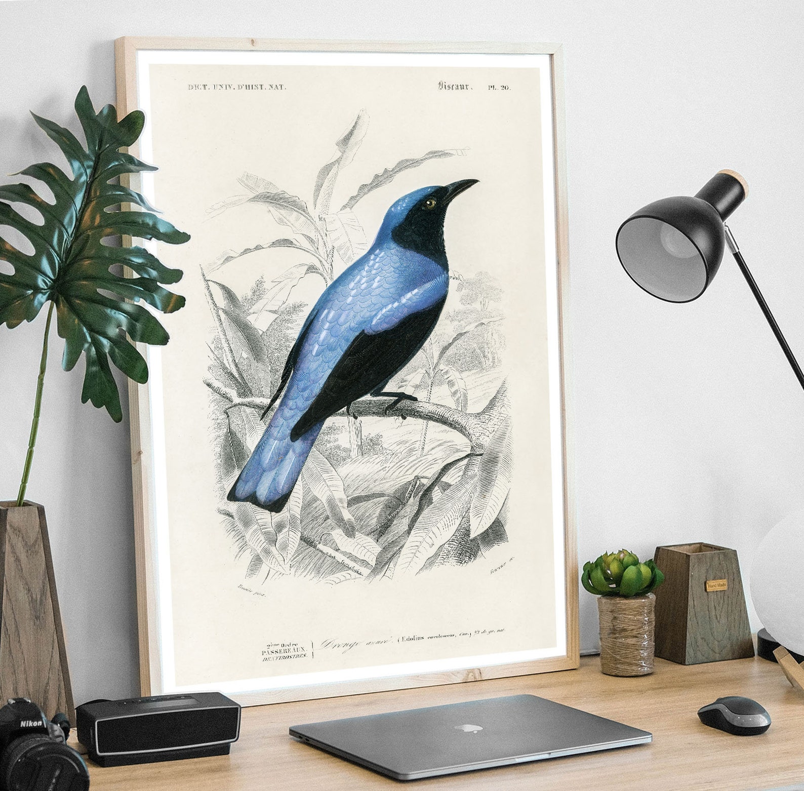 Bird Print / Bird Poster / Vintage Illustration / Drongo / | Etsy