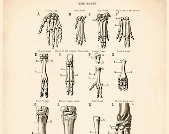 Animal bone art | Etsy