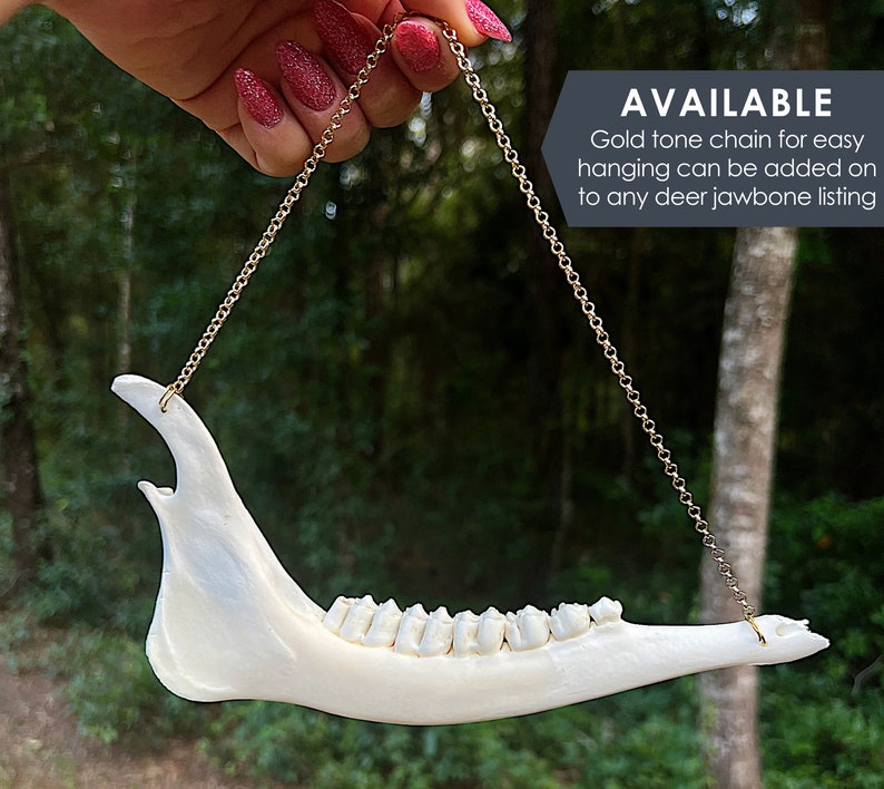 Gold Foil Feather Decorated Deer Jawbone - Cottage Core Decor - Boho ...