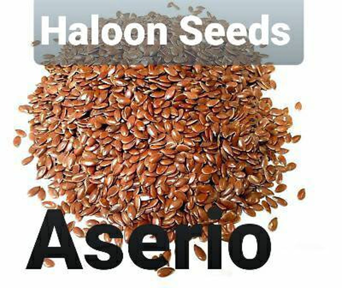 Hallon Seeds or Halon Seeds . Aserio Haleem Seeds . Garden | Etsy