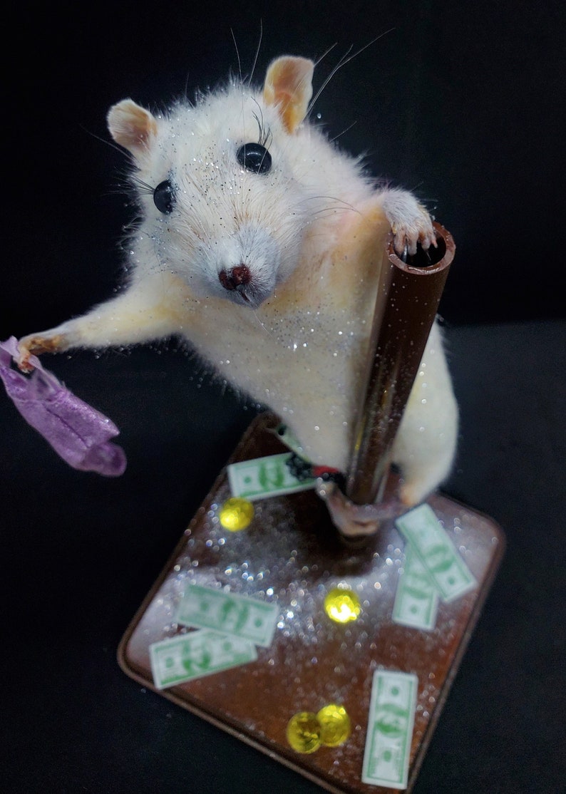 Stripper Rat Taxidermy - Etsy Australia