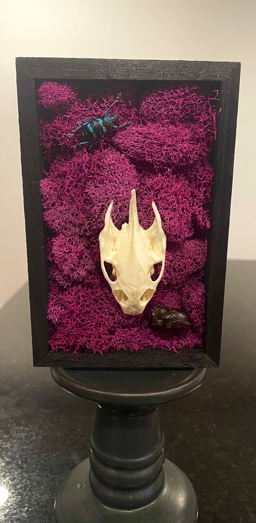 Memento Mori Snapper - Etsy