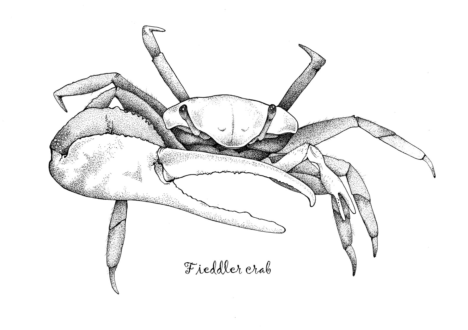 Fiddler Crab Sea Creature Poster Wall Art Print A4 Nature | Etsy