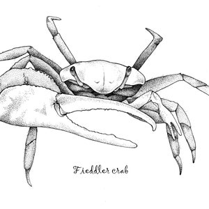 Fiddler Crab Sea Creature Poster Wall Art Print A4 Nature | Etsy