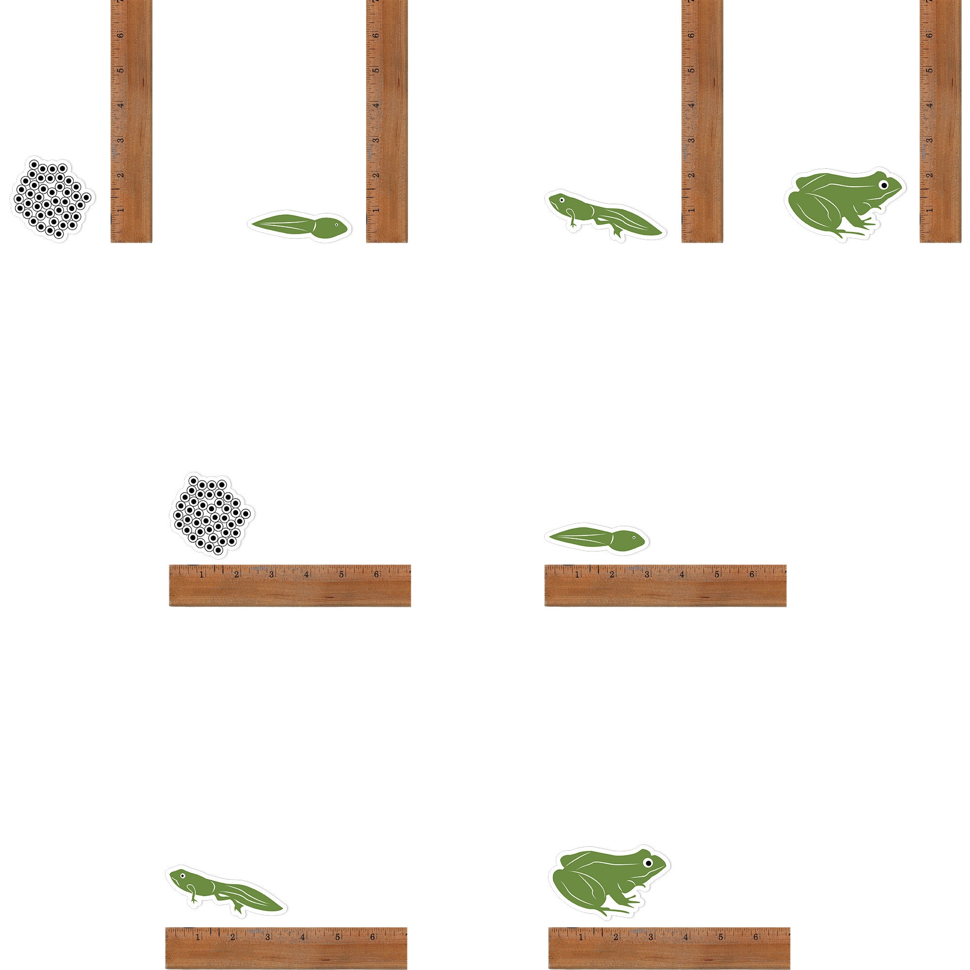 Frog Life Cycle Sticker Set - Etsy