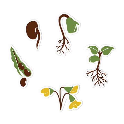 Montessori Life Cycle of a Green Bean Plant 5 Parts Cards With - Etsy