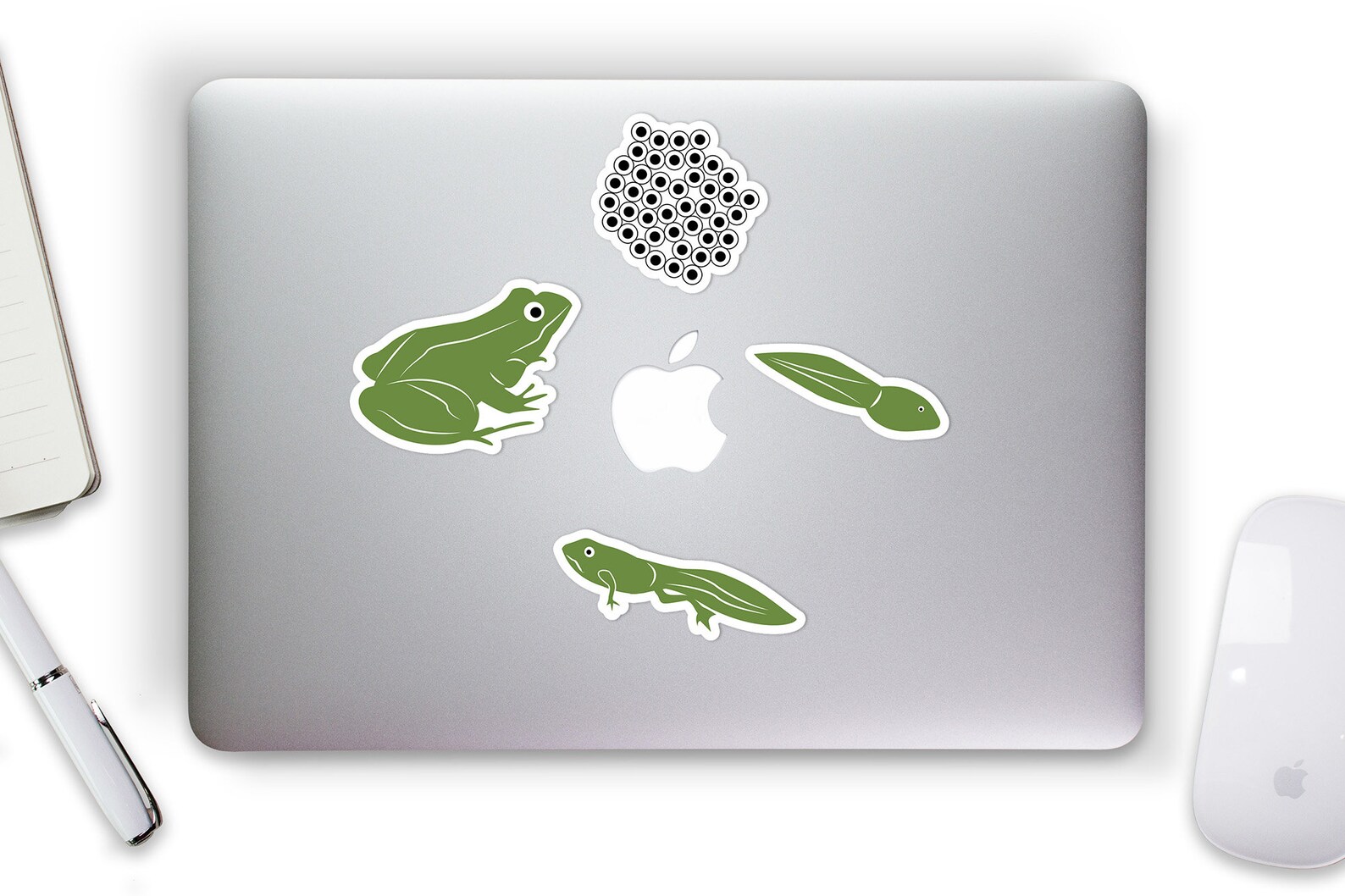 Frog Life Cycle Sticker Set - Etsy