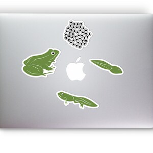 Frog Life Cycle Sticker Set - Etsy