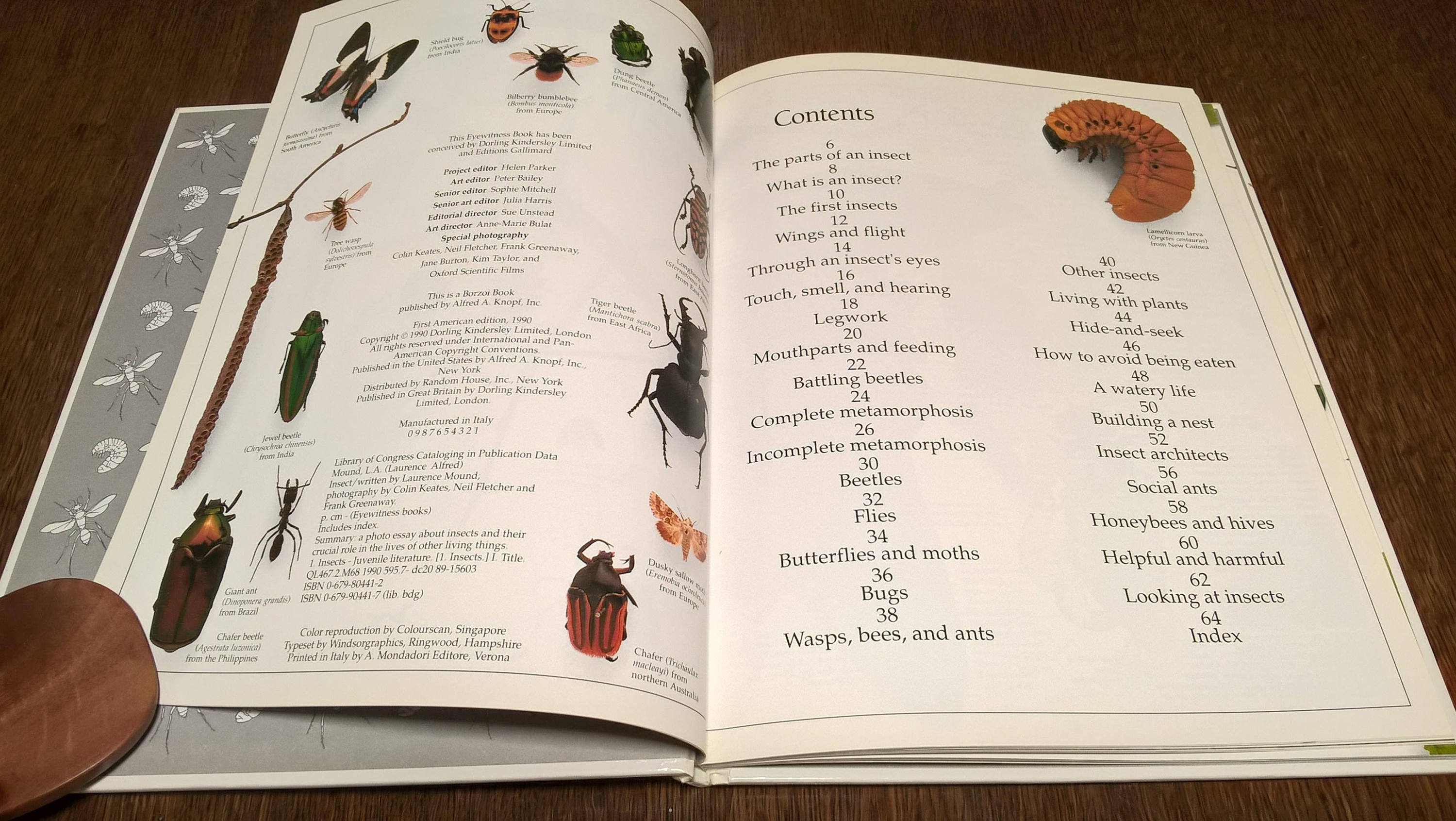 Insect - Eyewitness Books - Lawrence Mound - First Edition Children's ...