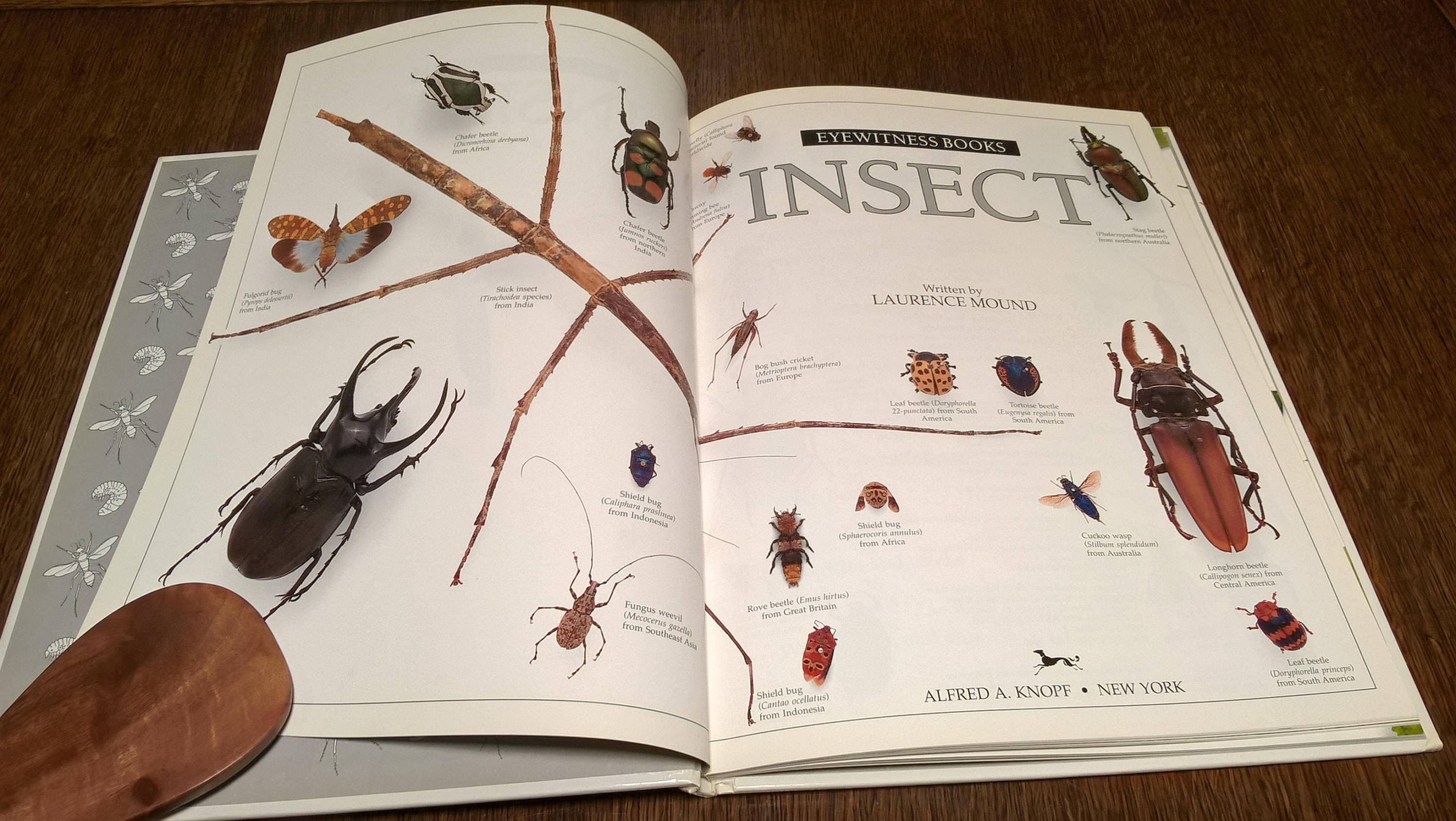 Insect - Eyewitness Books - Lawrence Mound - First Edition Children's ...
