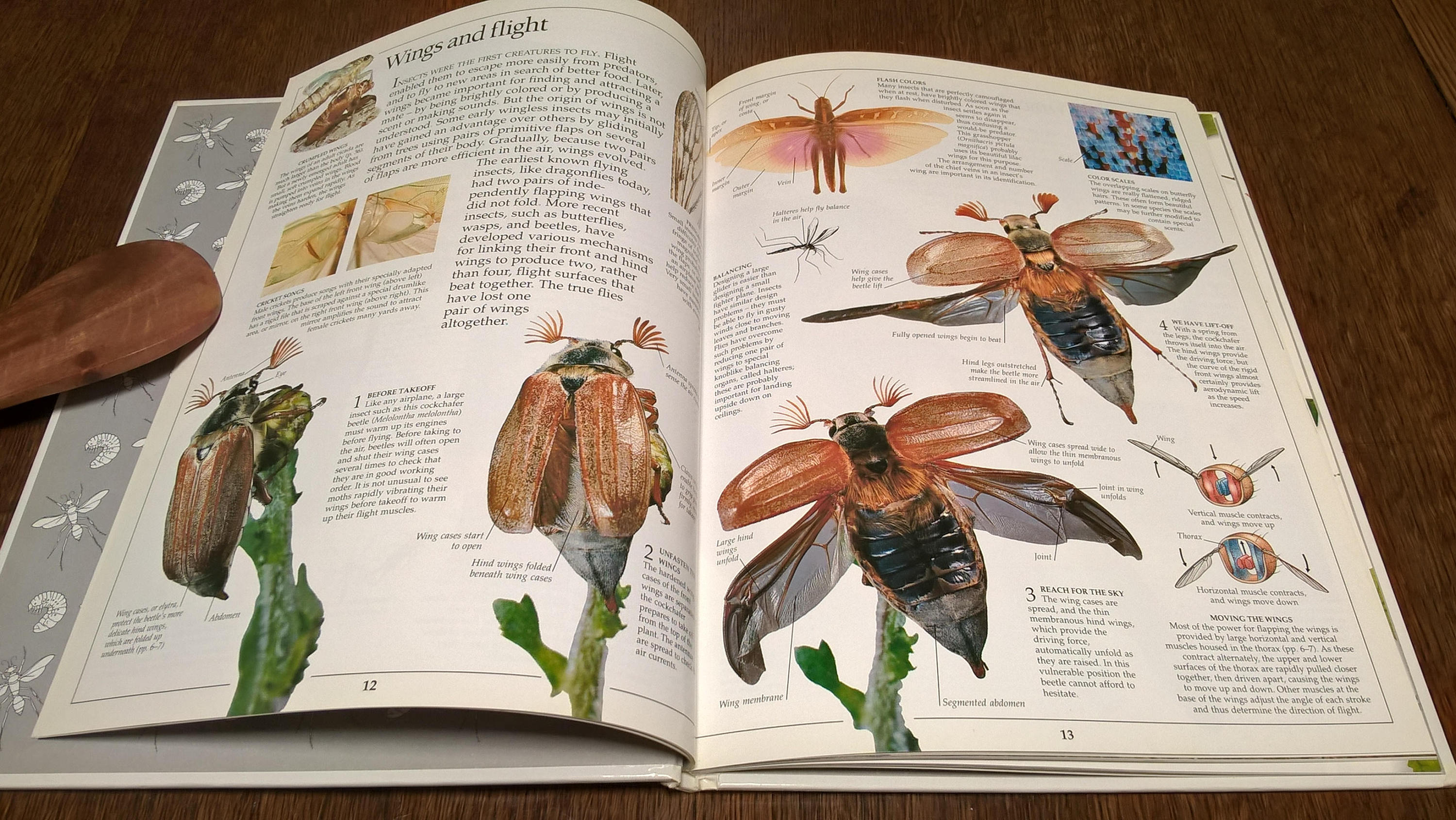 Insect - Eyewitness Books - Lawrence Mound - First Edition Children's ...