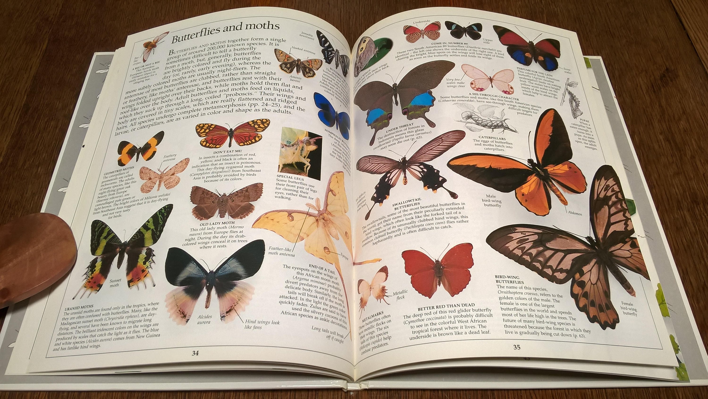 Insect - Eyewitness Books - Lawrence Mound - First Edition Children's ...