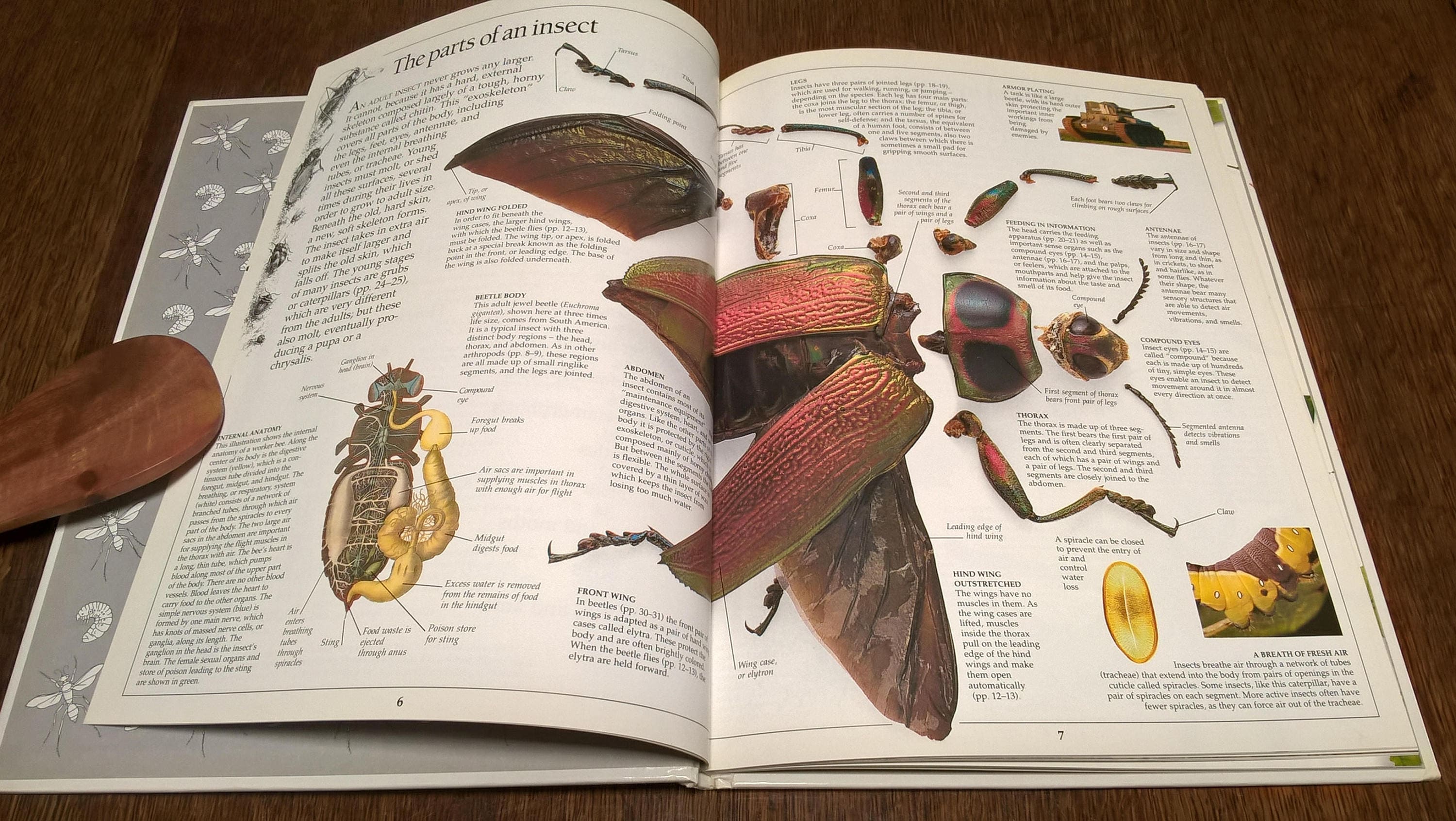 Insect - Eyewitness Books - Lawrence Mound - First Edition Children's ...